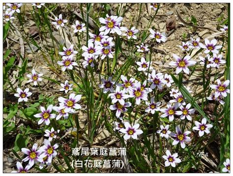 翠峰 三角峰手作步道 健行筆記