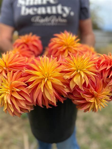 Bloomquist Pumpkin Dahlia Tuber Triple Wren Farms