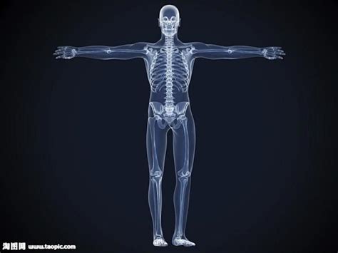 人体全身X光透视图
