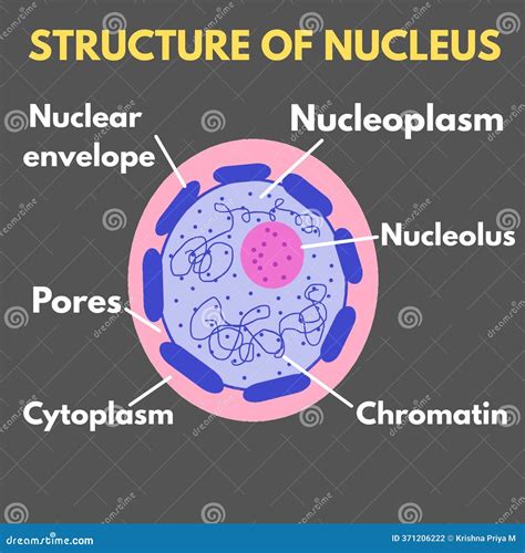 Nucleus Diagram Plant Cell Structure With Diagram For A Level