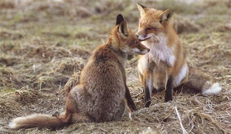 Mating Red Fox Pair 붉은여우 짝짓기 Display Full Image