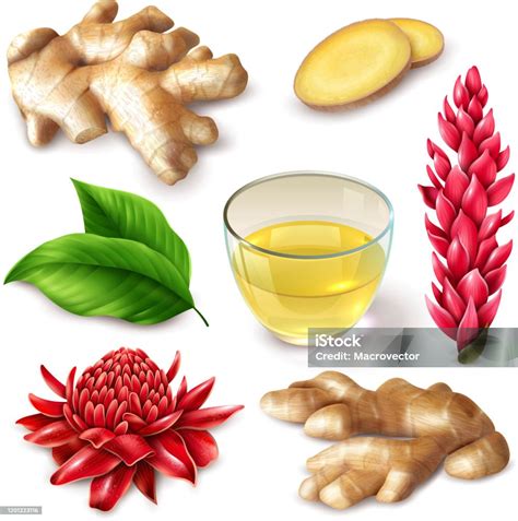 현실적인 3d 생강 루트 매운 세트 생강에 대한 스톡 벡터 아트 및 기타 이미지 생강 일러스트레이션 0명 Istock