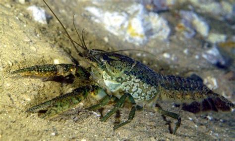 Asexual Animals Facts Types List Pictures Chart And More