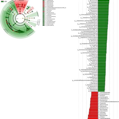 Functional Pathway Predictions Using Picrust2 Differential Metabolic