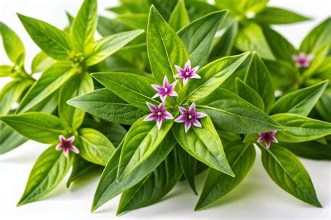 Andrographis Paniculata A Natural Herbal Remedy For Cold Relief Exploring The Benefits Of This