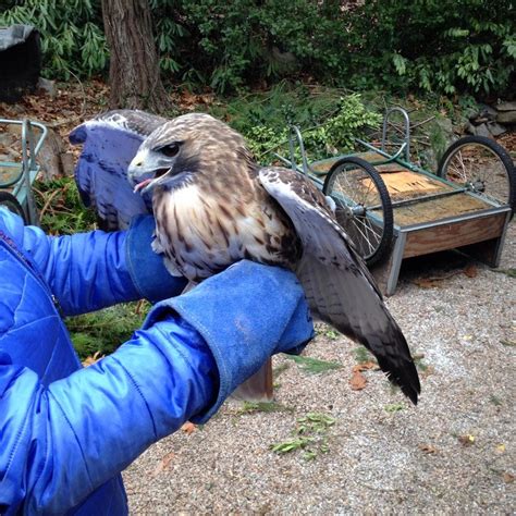 Red Tailed Hawk Enters New Phase Of Rehab Stonington Ct Patch