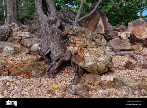 A Tree Was Born On The Rocks Beside The Beach Full Of Rock Stock Photo Alamy