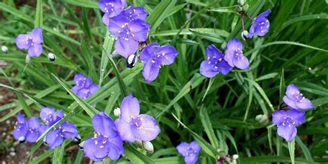 9 Varieties Of Spiderwort Tradescantia Types