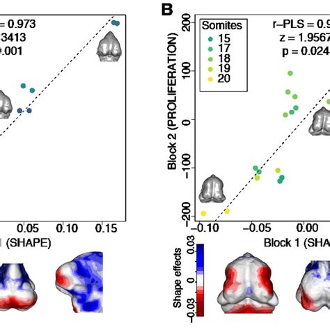 Quantitative Relationship Between Morphology And Spatial Patterning Of Download Scientific