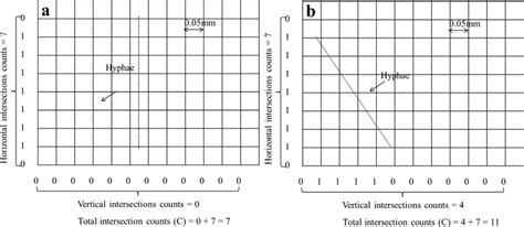 ilustration of the intersection of gridlines with a stained hypha and