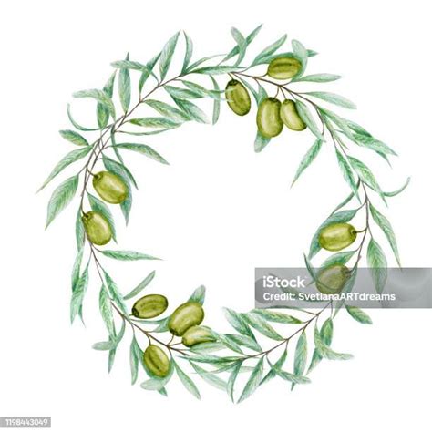 수채화 녹색 올리브 나무 가지 나뭇잎 화환 흰색 배경에 현실적인 올리브 그림 손으로 그린 프레임 초대장 포스터 인사말 카드 라벨