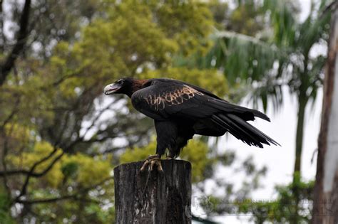 Cws Wedge Tailed Eagle Iv By Imlookingfortime On Deviantart