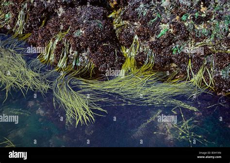 A Brown Seaweed Or Alga Sea Thong Or Thongweed Himanthalia Elongata