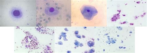Cytology Diagram Quizlet