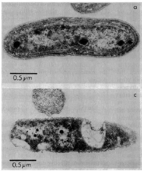 Phycokey Synechococcus Images