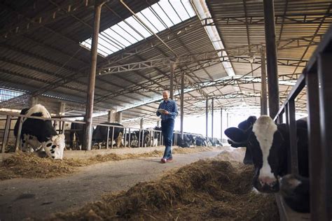 Enhancing Cattle Productivity With Phosphorus Supplementation Triton News
