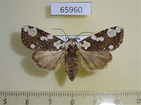 Noctuidae Mudaria Major F Vietnam Fareastinsects