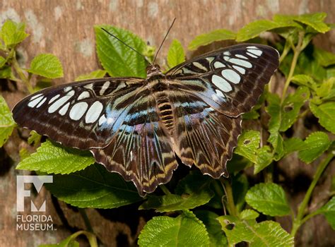 Clipper Butterfly Parthenos Sylvia In The Exhibit Exhibits