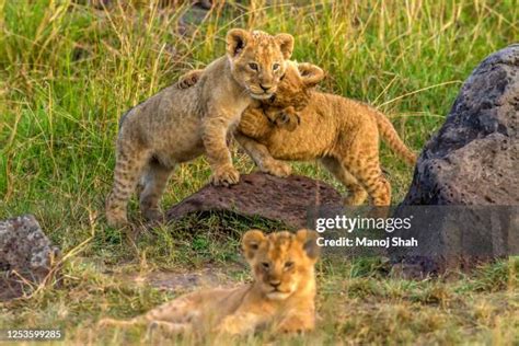 Lion Cubs Playing Photos And Premium High Res Pictures Getty Images
