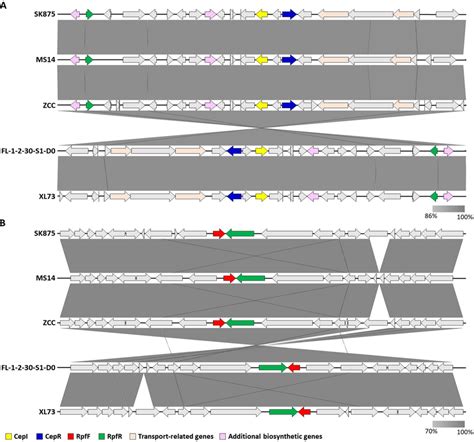 Comparative Gene Mapping Of Major Qs Regulatory System In B