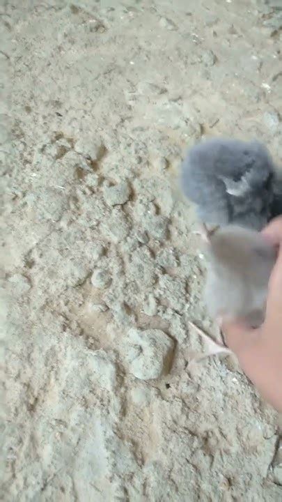 කුකුල් පැටව් Youtube