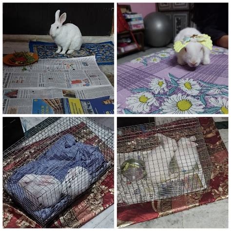 Rabbitanna Youtube