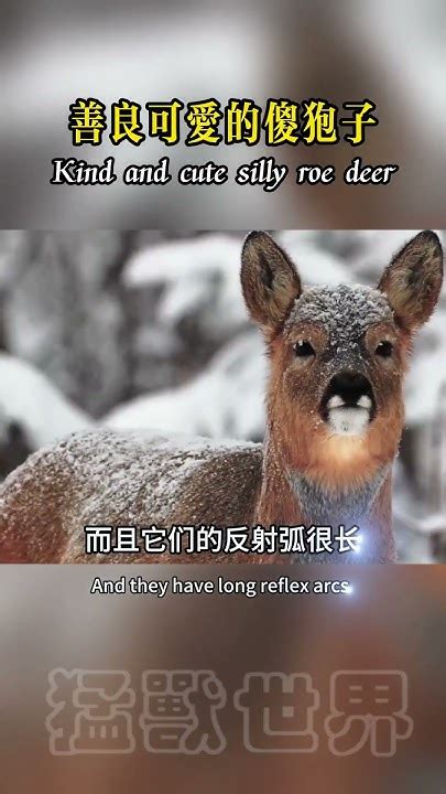善良可爱的傻狍子！nature Wildlife Animal Wildanimals Animals 猛獸世界 動物 Youtube