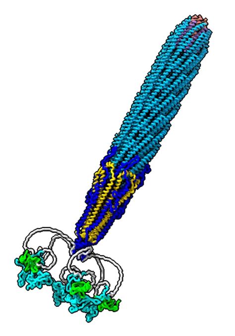 Phage Structure Revealed By Cryoem