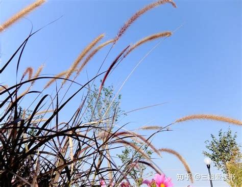 作家张晓风爱的反面不是恨是漠然 知乎
