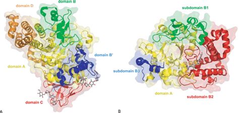 Secondary Binding Sites In Transglycosidases Secondary Carbohydrate Download Scientific