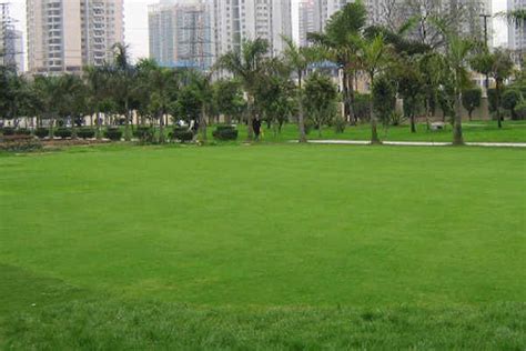 冷季型草坪 多年生黑麦草有哪些比较好的品种 进行