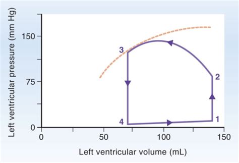 Exam 2 Week 8 PV Loops CO And Venous Return Clinical Cases Regulating Arterial Pressure P1