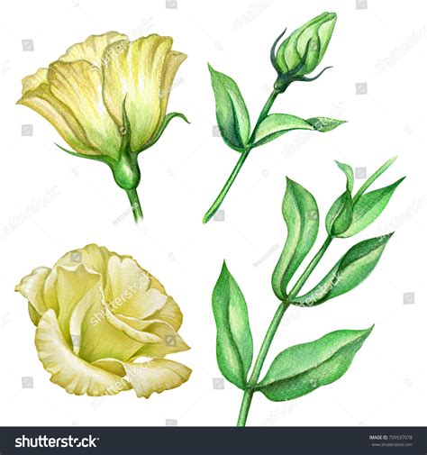 Watercolor Illustration Lisianthus Assorted Flower Collection Stock