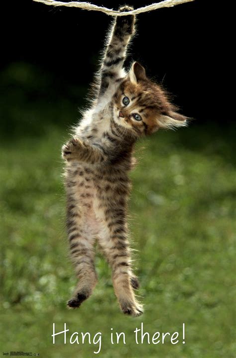 Trends International Kitten Hang In There Wall Poster 22375 X 34