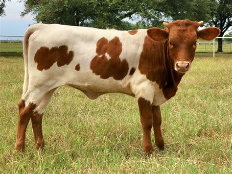 C7 Fancy Brandy X Db Chard Fiddler Heifer