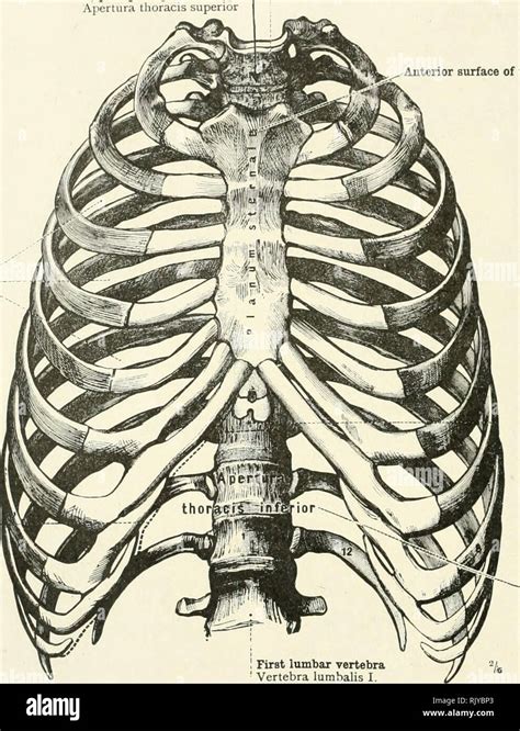 An Atlas Of Human Anatomy For Students And Physicians Anatomy 36