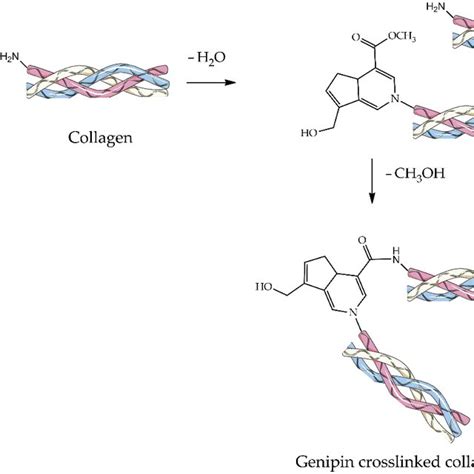 Schematic Representation Of The Genipin Crosslinking Reaction