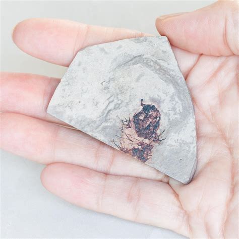 Anomalocarid Appendage — Fossil Soup