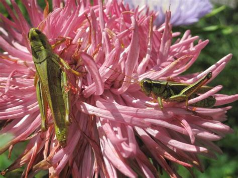 How To Keep Grasshoppers Out Of The Garden