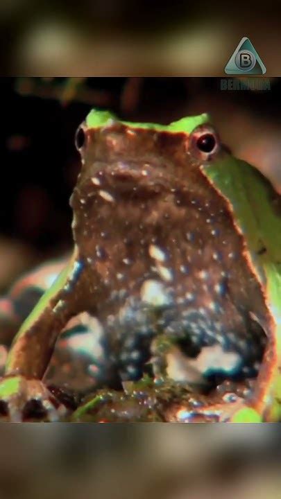 Лягушка которая рожает через рот Youtube