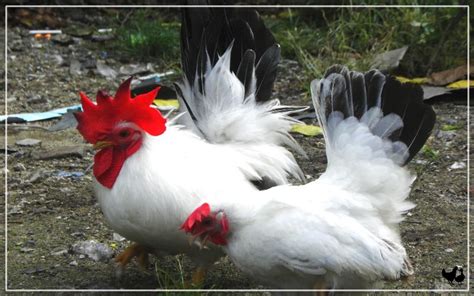 10 Bantam Chicken Breeds With Pictures Learnpoultry