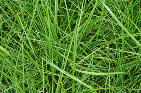 Diploid Perennial Ryegrass Gsb Brokers