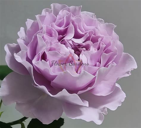 Libellula Rose Plant