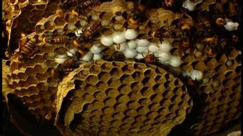 벌집은 왜 육각형 모양일까요 네이버 Tv