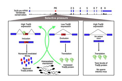 A Mary Lyon Centre Gemm Mouse Model Supports Male Fertility Research