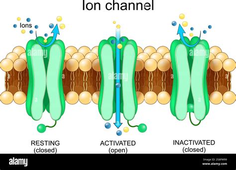 Ion Channel Anatomy Structure Of Membrane Proteins That Allow Ions To Pass Through The Channel