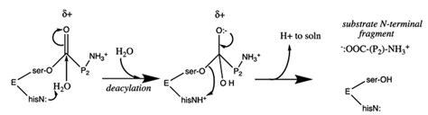 Solved Please Draw The Deacylation Mechanism Of Chenotrypsin Then