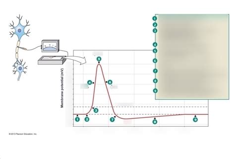 Action Potential Diagram Quizlet Action Potential Diagram Quizlet