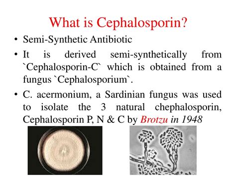 Ppt Cephalosporin Powerpoint Presentation Free Download Id 232450