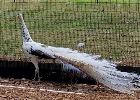Pied Peacock